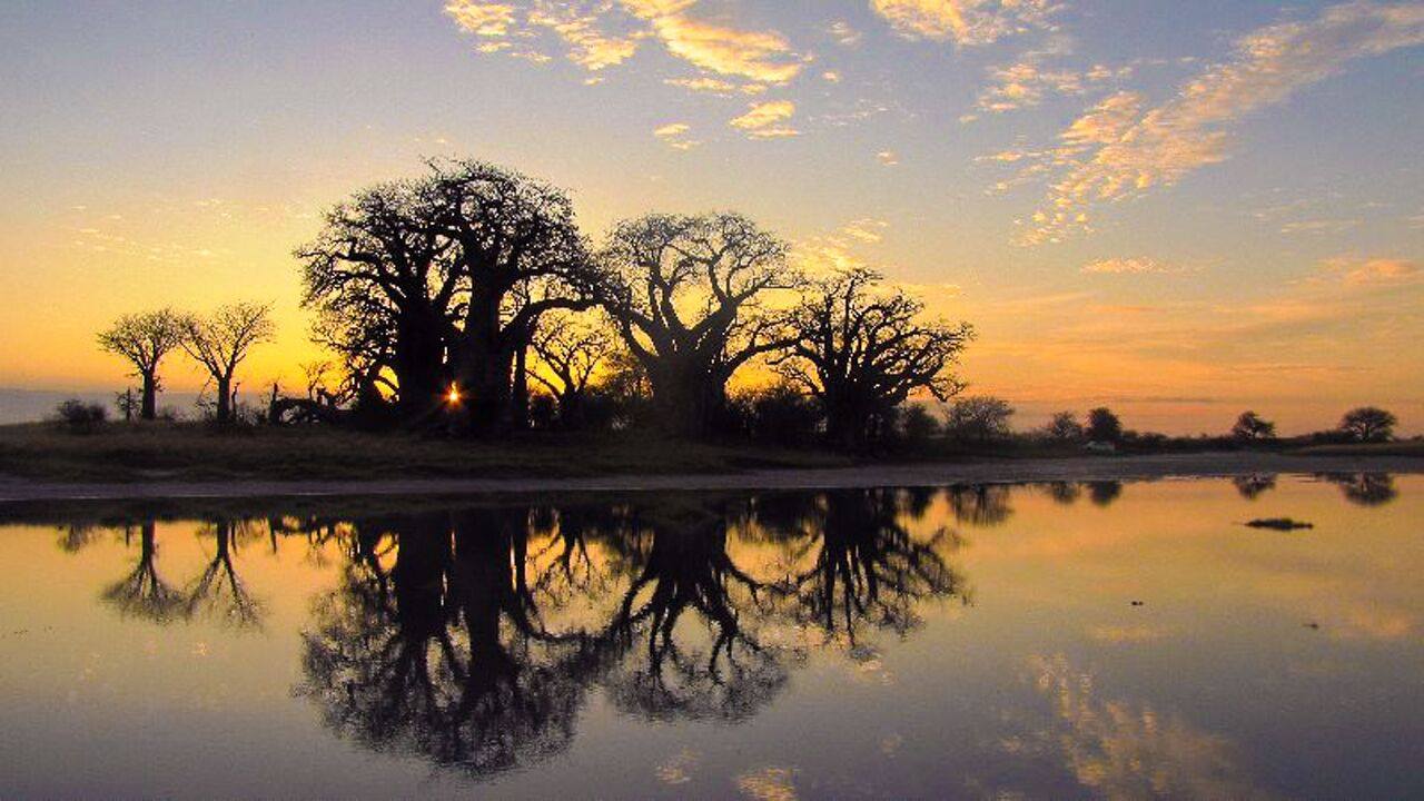 Zimbabwe_Baobab_Sunset - SunCovered
